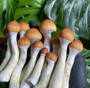 Discover Hidden Spots for Buying Mushrooms Across the UK